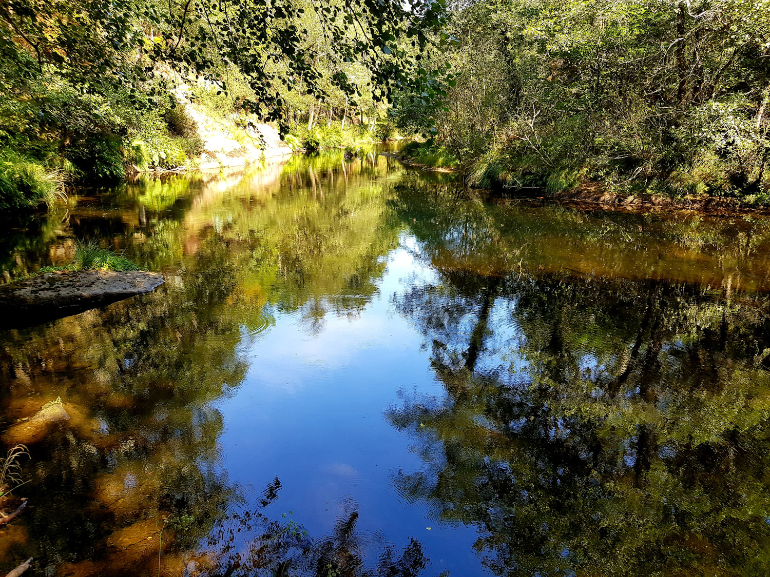 Gerrids bearing water mites – Ray Cannon's nature notes