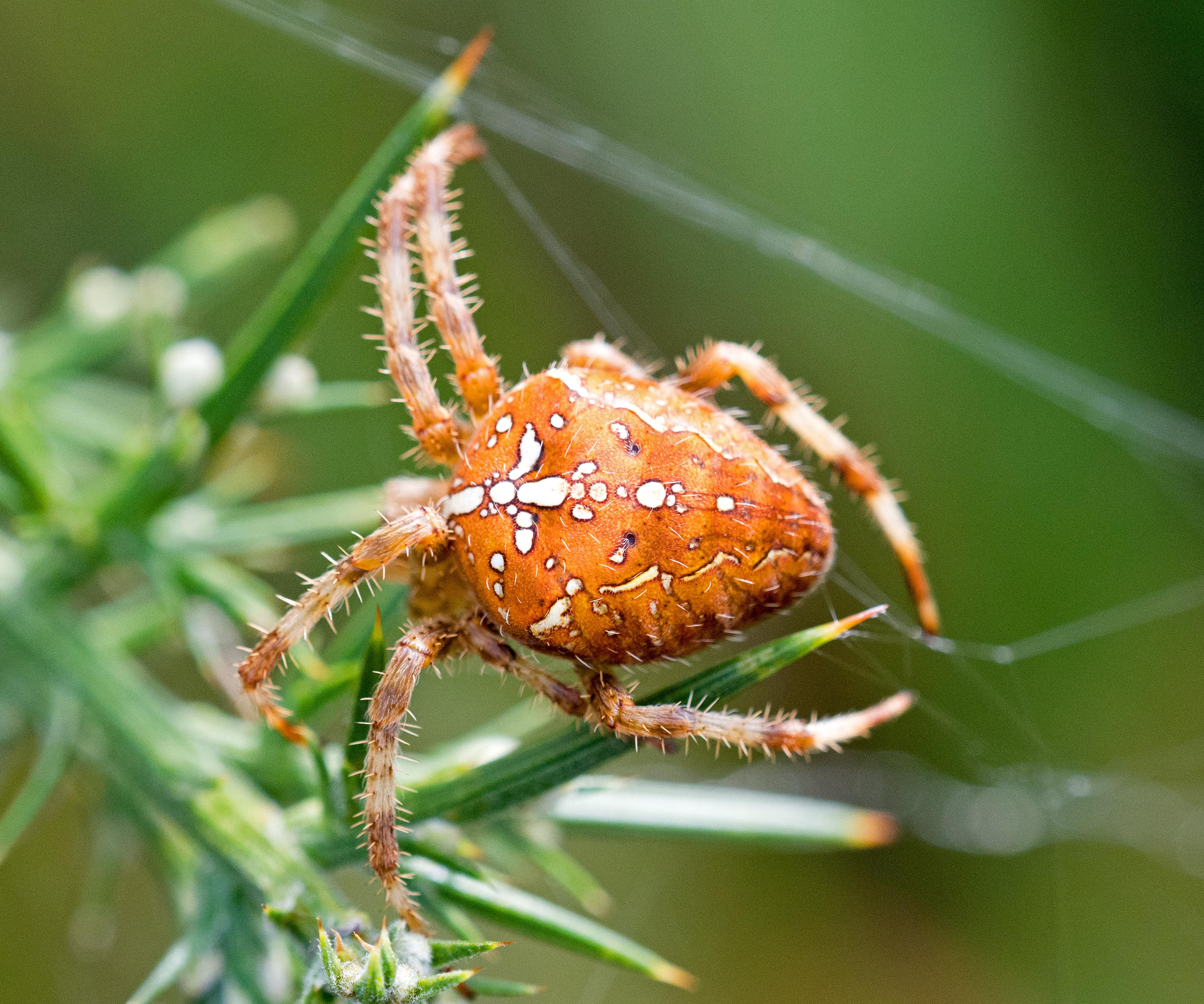 Spiders and mites on gorse – Ray Cannon's nature notes