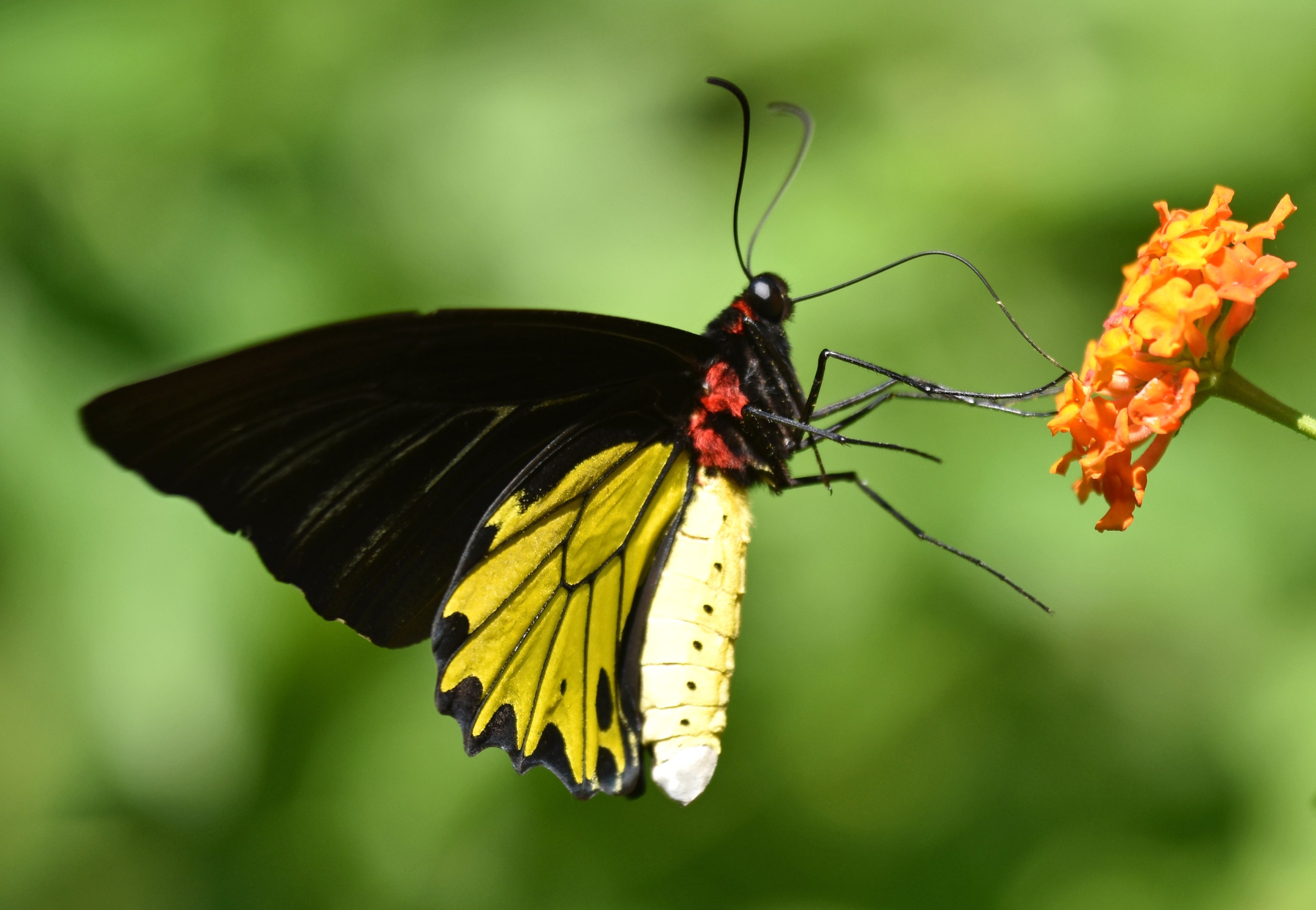 Yellow peril! Aposematic colouration in Troides butterflies – Ray ...