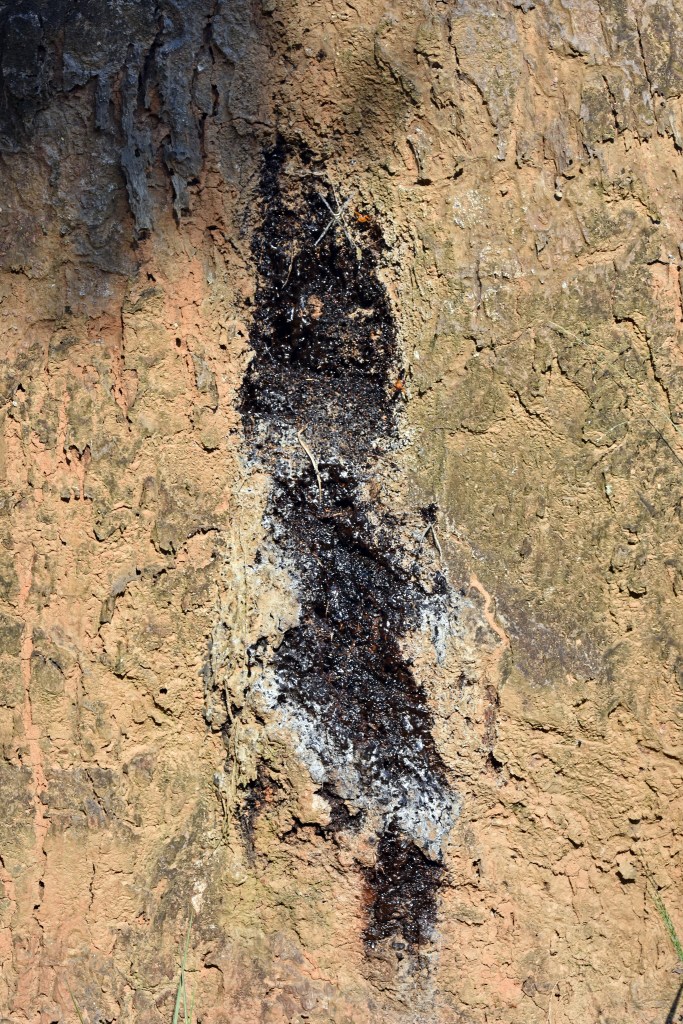 Stingless bees: fascinating little builders! – Ray Cannon's nature notes