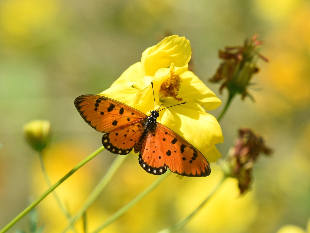 Lock up your ladies! The Tawny Coster butterfly. – Ray Cannon's nature notes