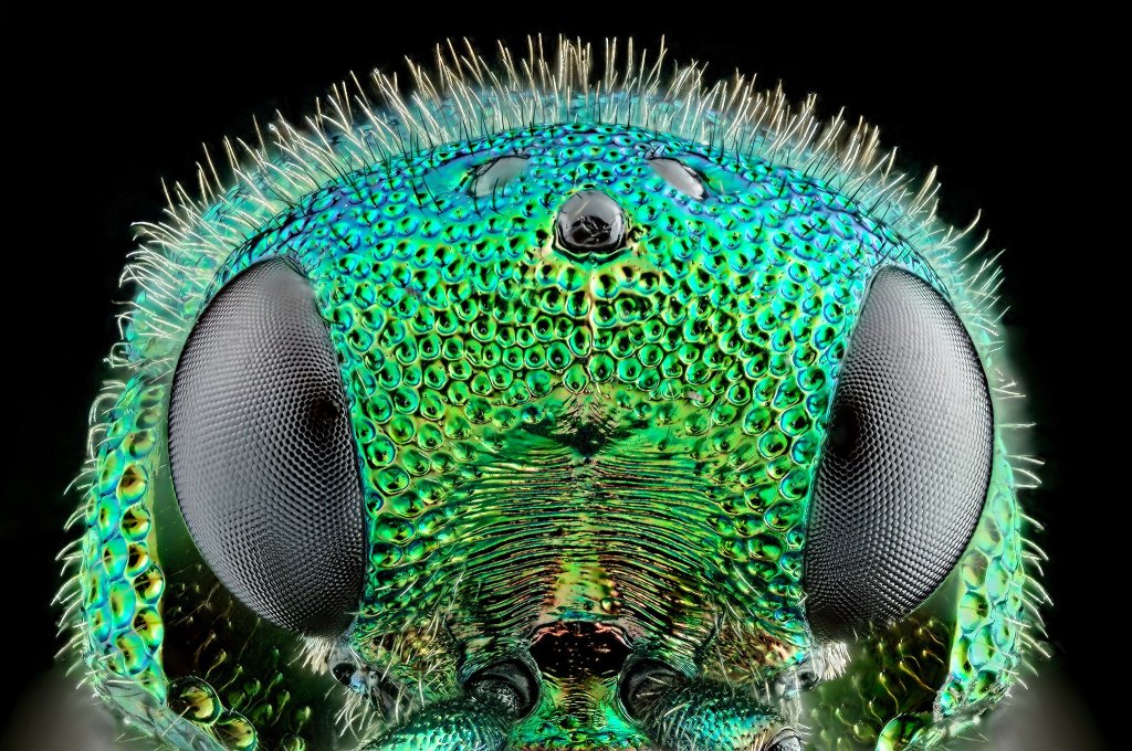 Look into my ocelli! Simple eyes. – Ray Cannon's nature notes