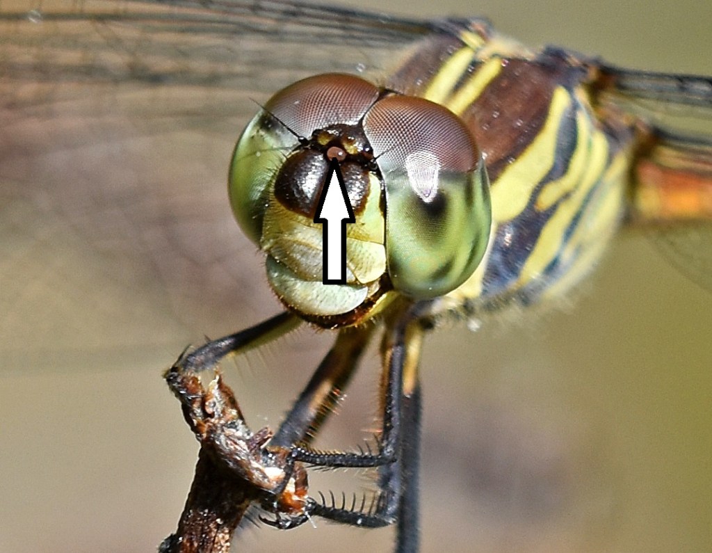 Look into my ocelli! Simple eyes. – Ray Cannon's nature notes