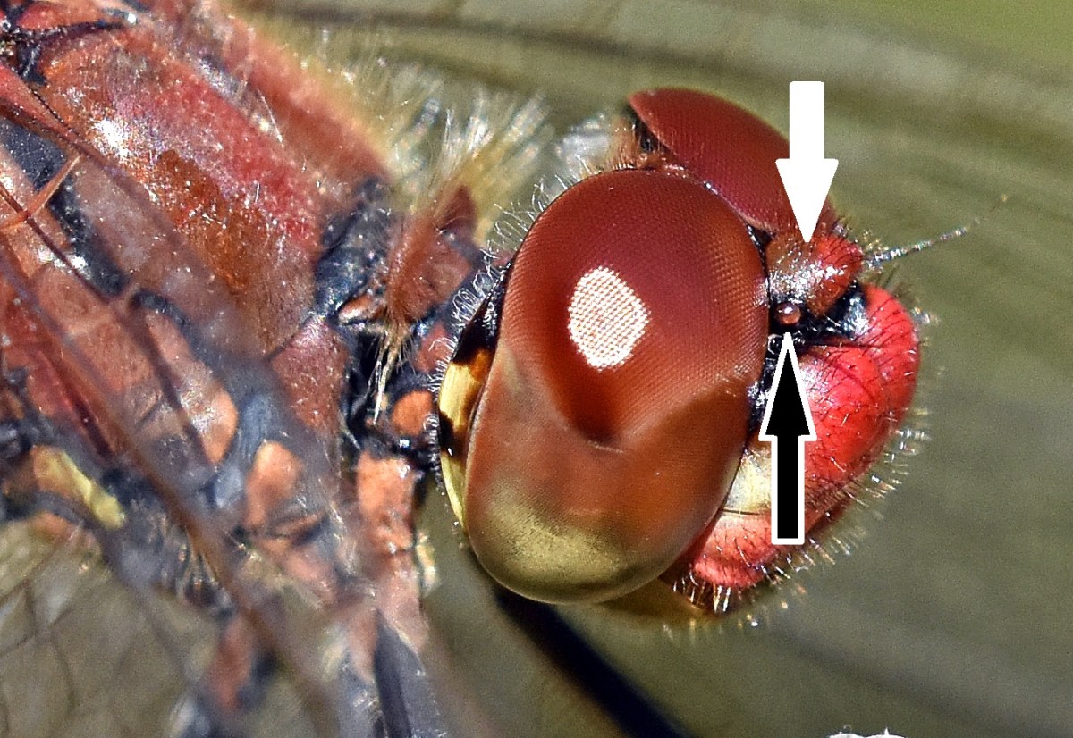 Look into my ocelli! Simple eyes. – Ray Cannon's nature notes