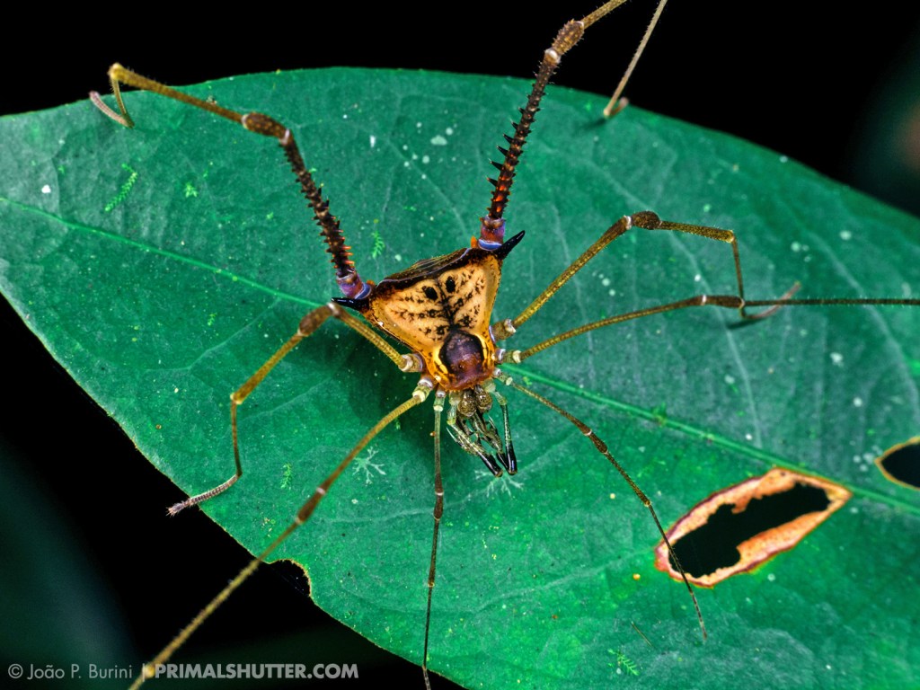 Harvestmen – highly successful invertebrates with an ancient lineage ...