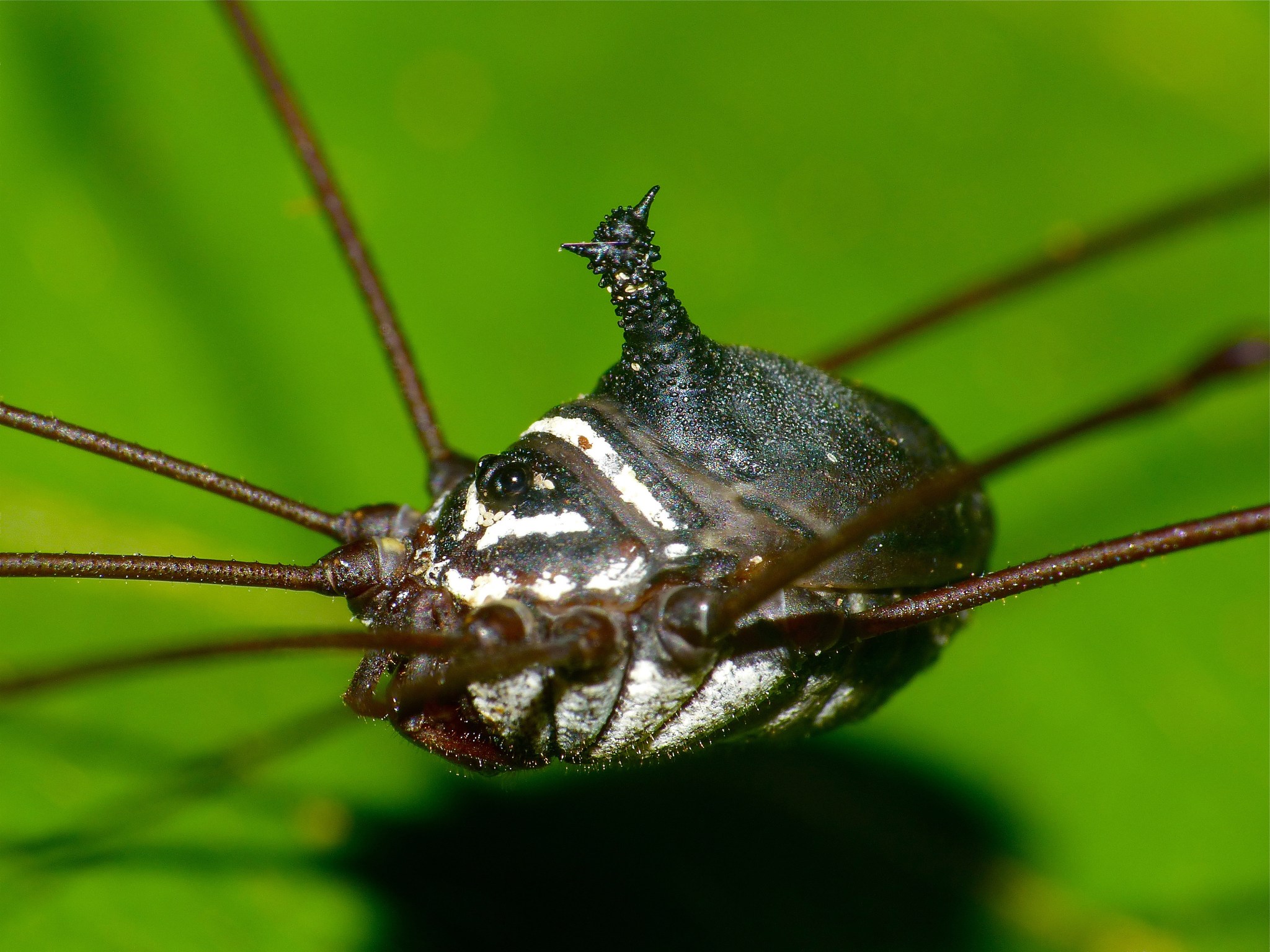 Harvestmen – highly successful invertebrates with an ancient lineage ...