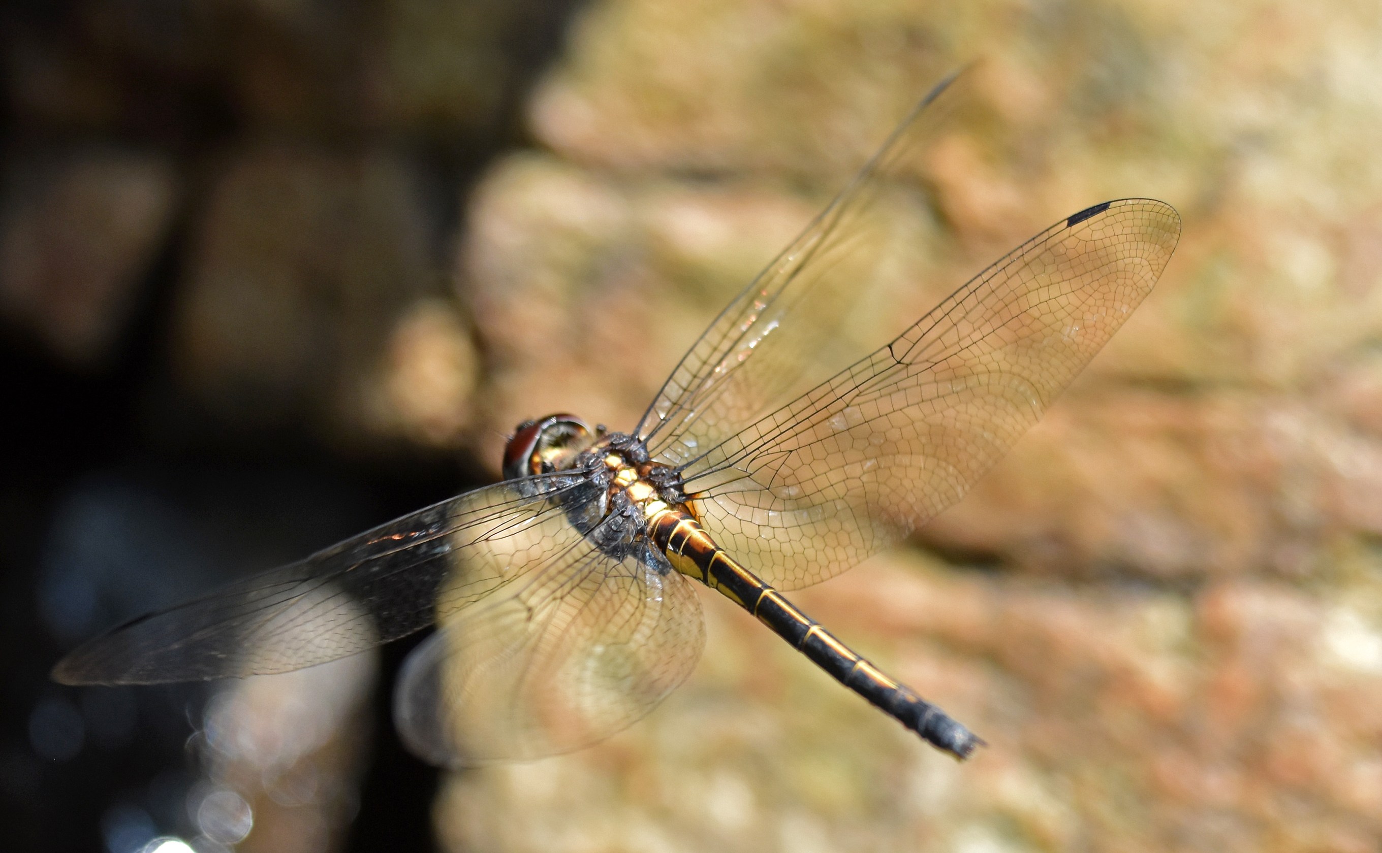 Look into my ocelli! Simple eyes. – Ray Cannon's nature notes