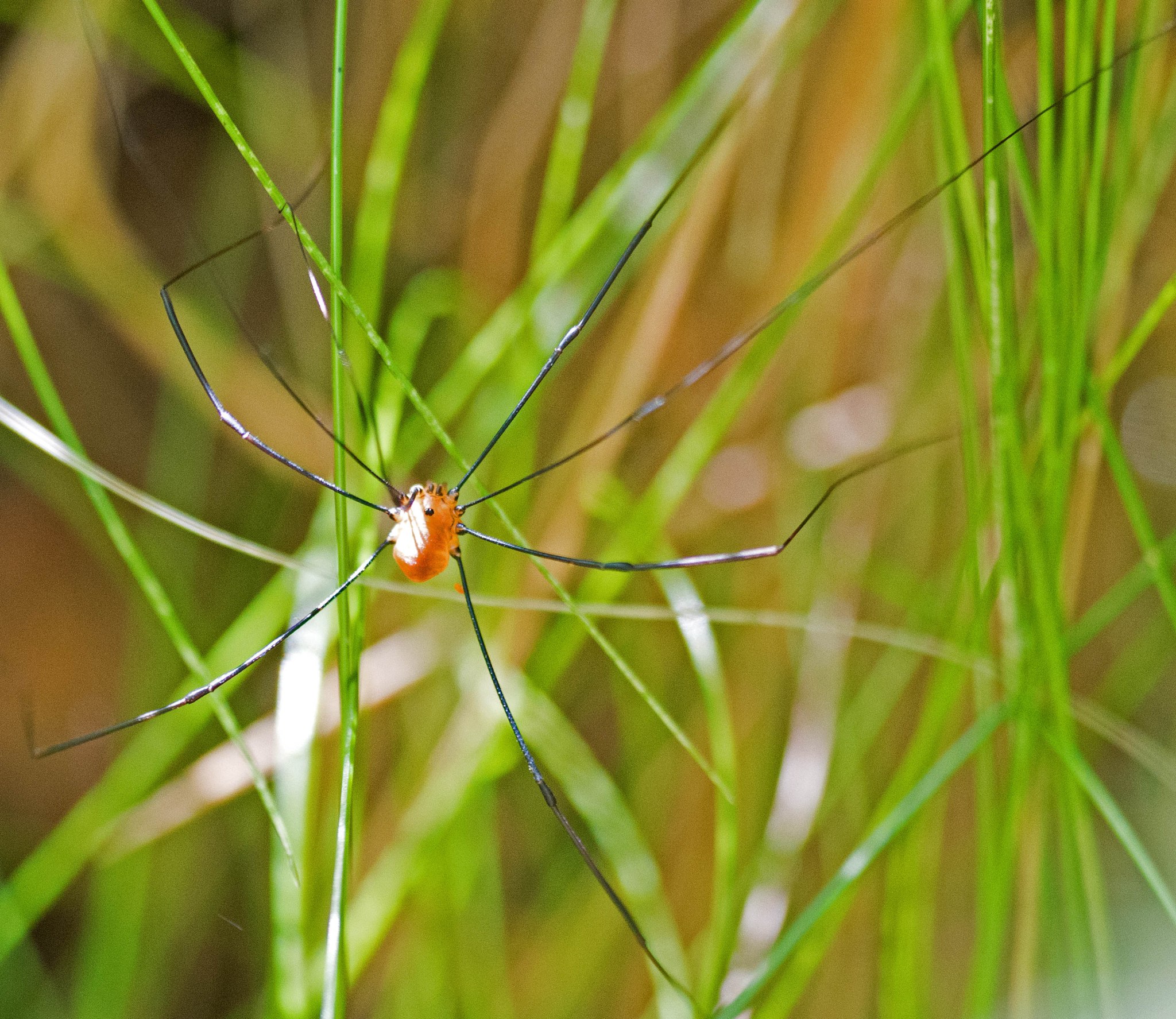 Harvestmen – highly successful invertebrates with an ancient lineage ...