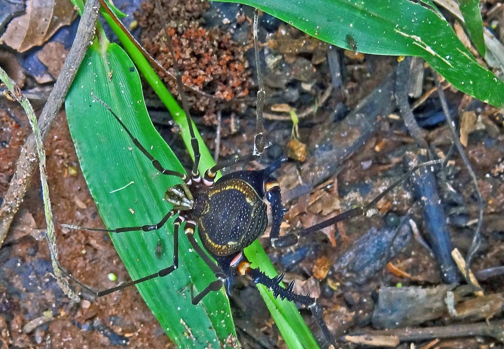 Harvestmen – highly successful invertebrates with an ancient lineage ...