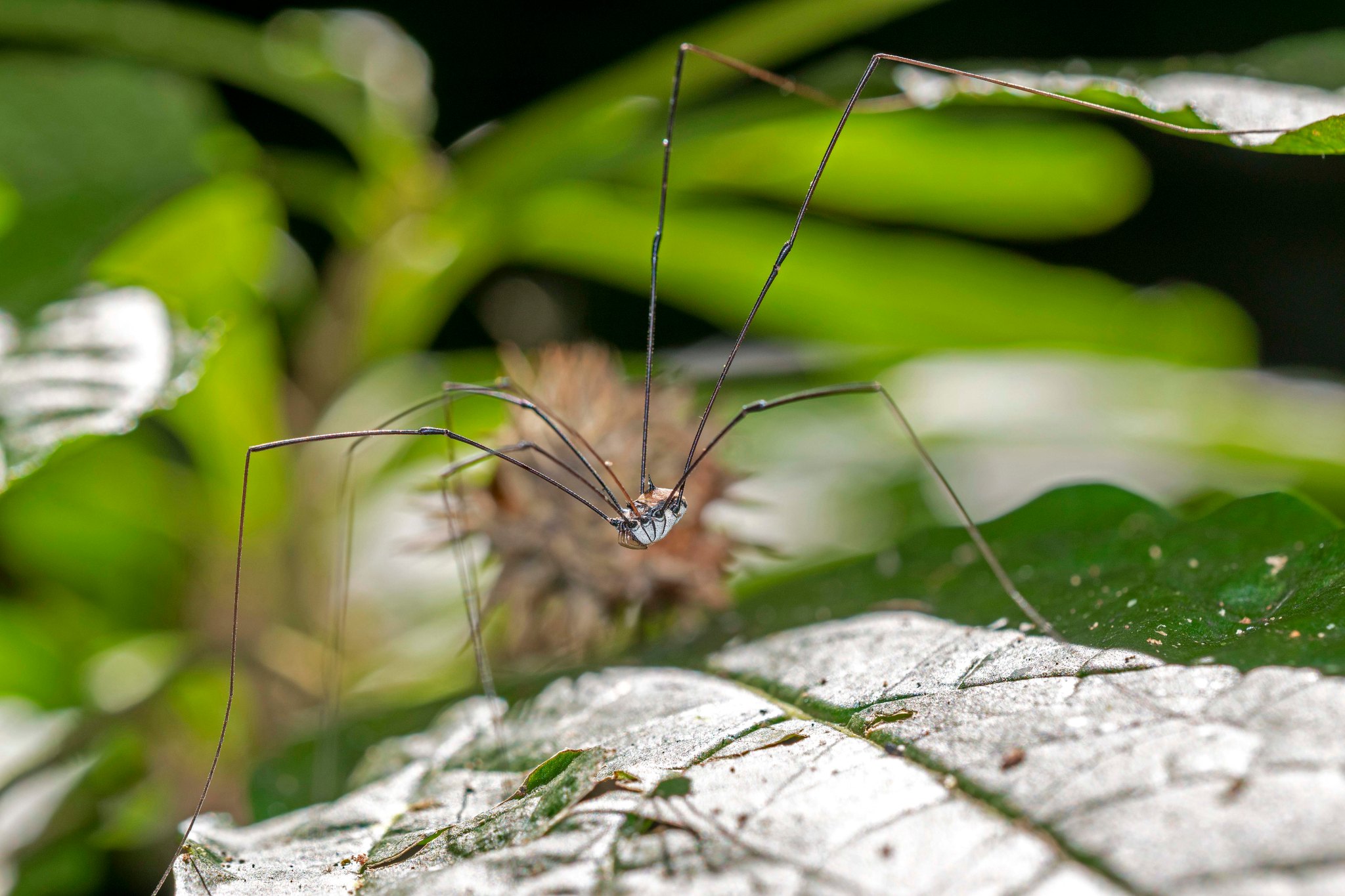 Harvestmen – highly successful invertebrates with an ancient lineage ...