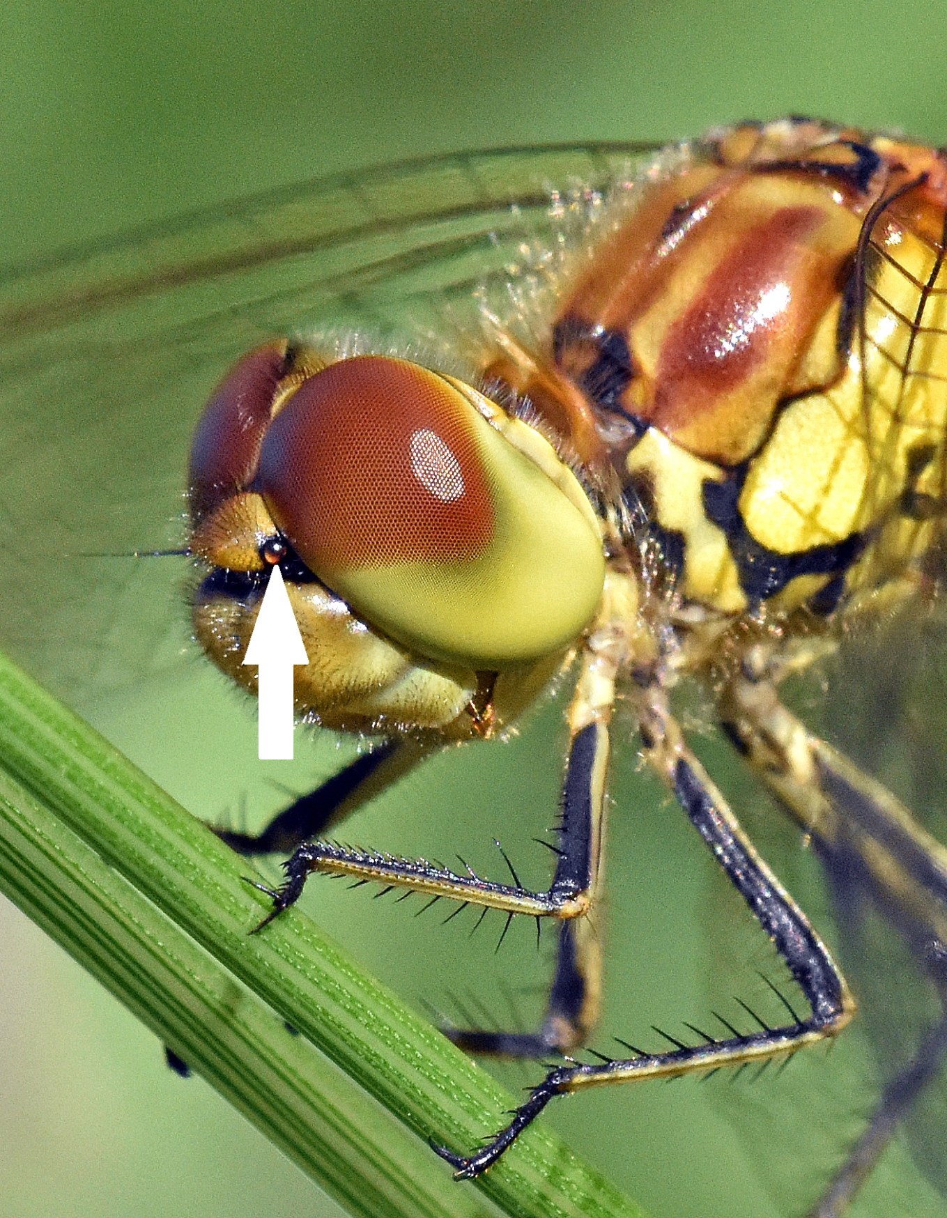 Look into my ocelli! Simple eyes. – Ray Cannon's nature notes