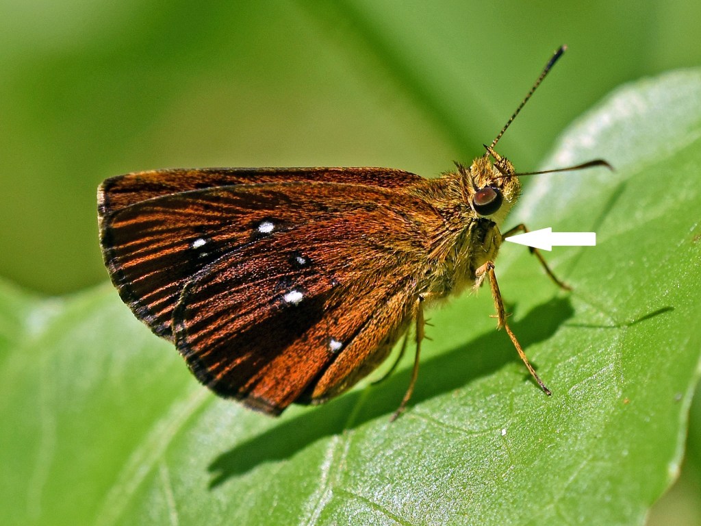 Forelegs and four legs in butterflies! – Ray Cannon's nature notes