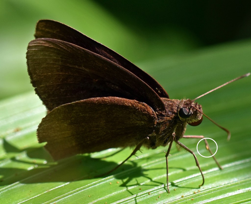 Insect tibial spurs: a highly versatile tool! – Ray Cannon's nature notes