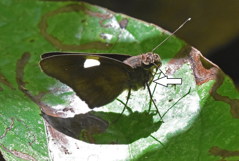 Forelegs and four legs in butterflies! – Ray Cannon's nature notes