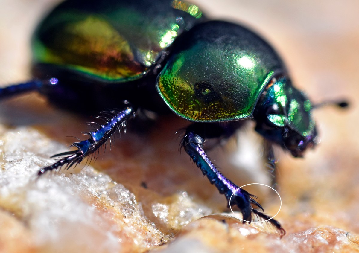 Insect tibial spurs: a highly versatile tool! – Ray Cannon's nature notes