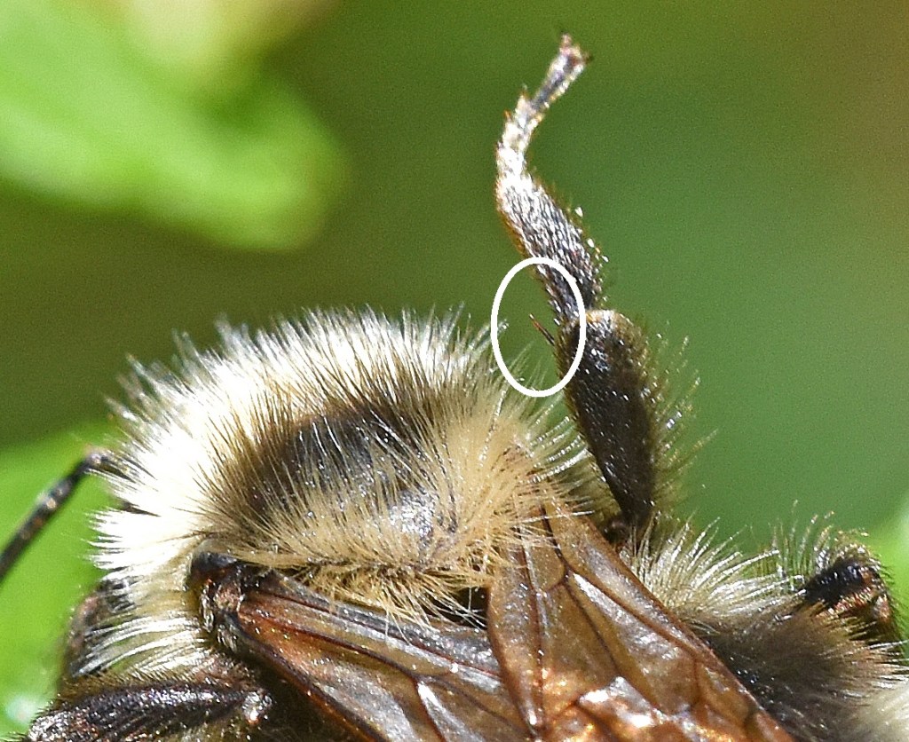 Insect tibial spurs: a highly versatile tool! – Ray Cannon's nature notes