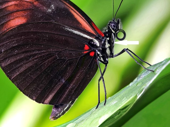 Forelegs and four legs in butterflies! – Ray Cannon's nature notes