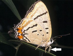 Forelegs and four legs in butterflies! – Ray Cannon's nature notes