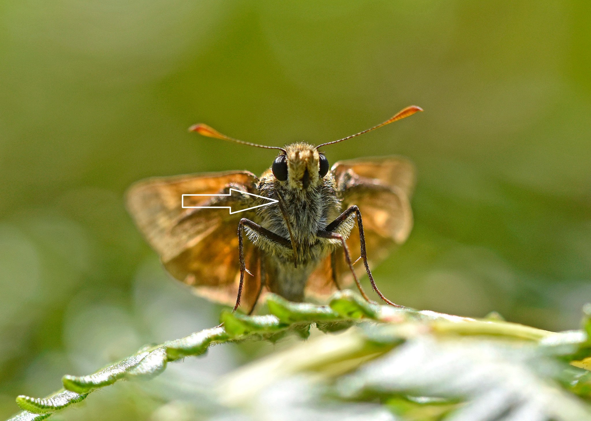Forelegs and four legs in butterflies! – Ray Cannon's nature notes