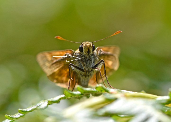 Forelegs and four legs in butterflies! – Ray Cannon's nature notes