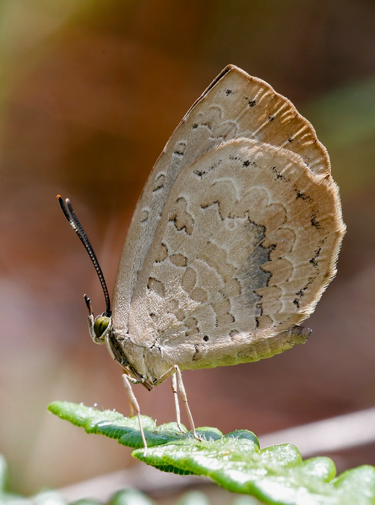 Forelegs and four legs in butterflies! – Ray Cannon's nature notes