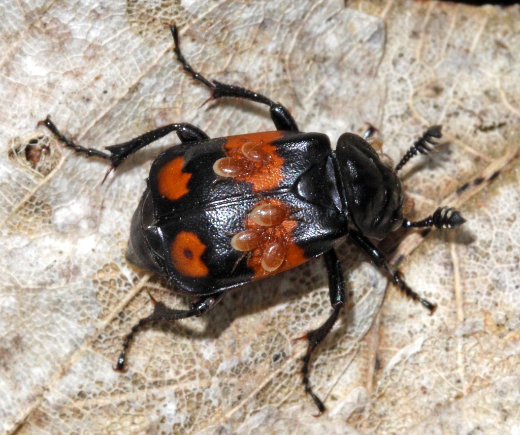 Phoresy: mites hitchhiking on burying beetles – Ray Cannon's nature notes