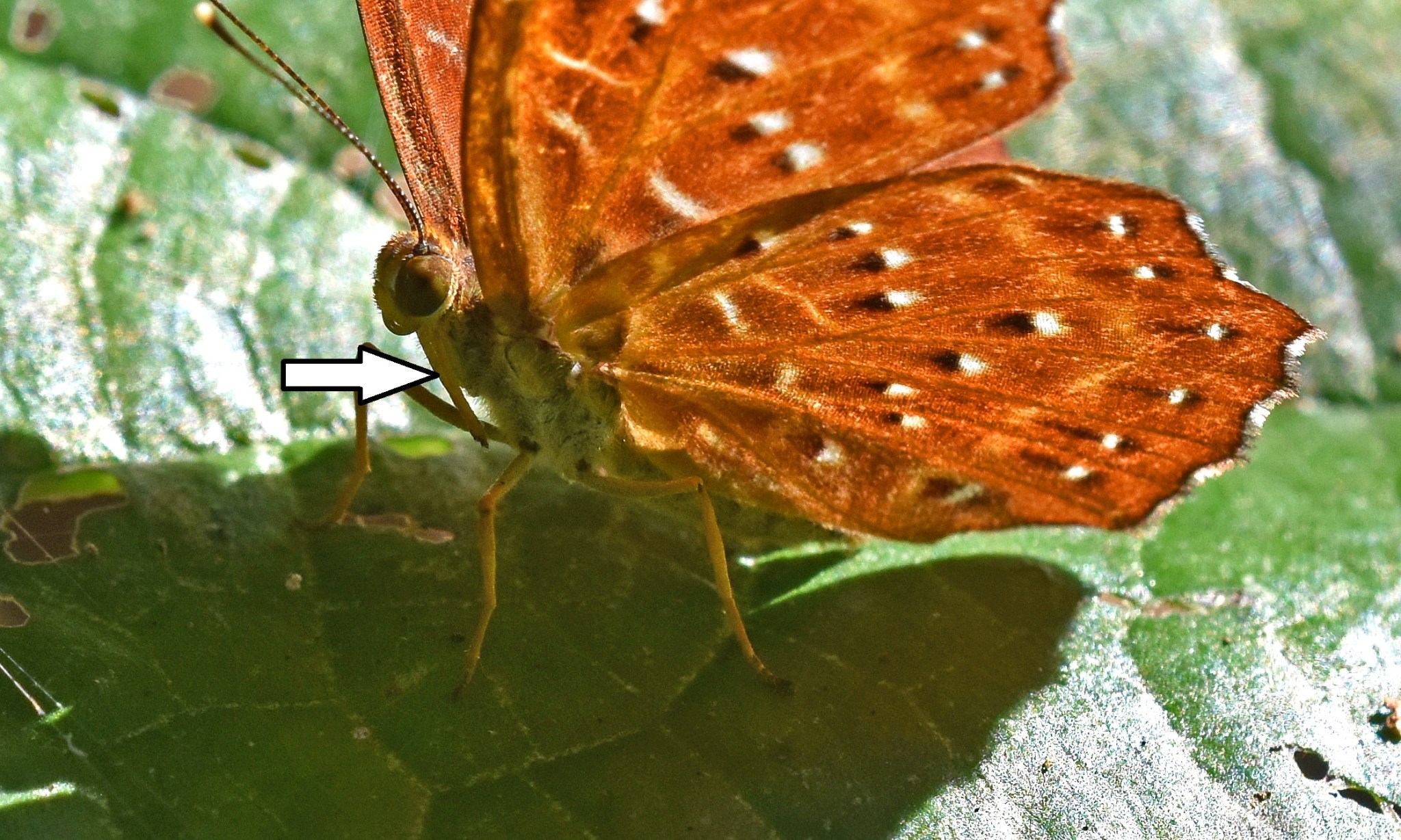 Forelegs and four legs in butterflies! – Ray Cannon's nature notes