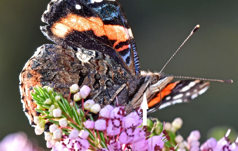 Forelegs and four legs in butterflies! – Ray Cannon's nature notes