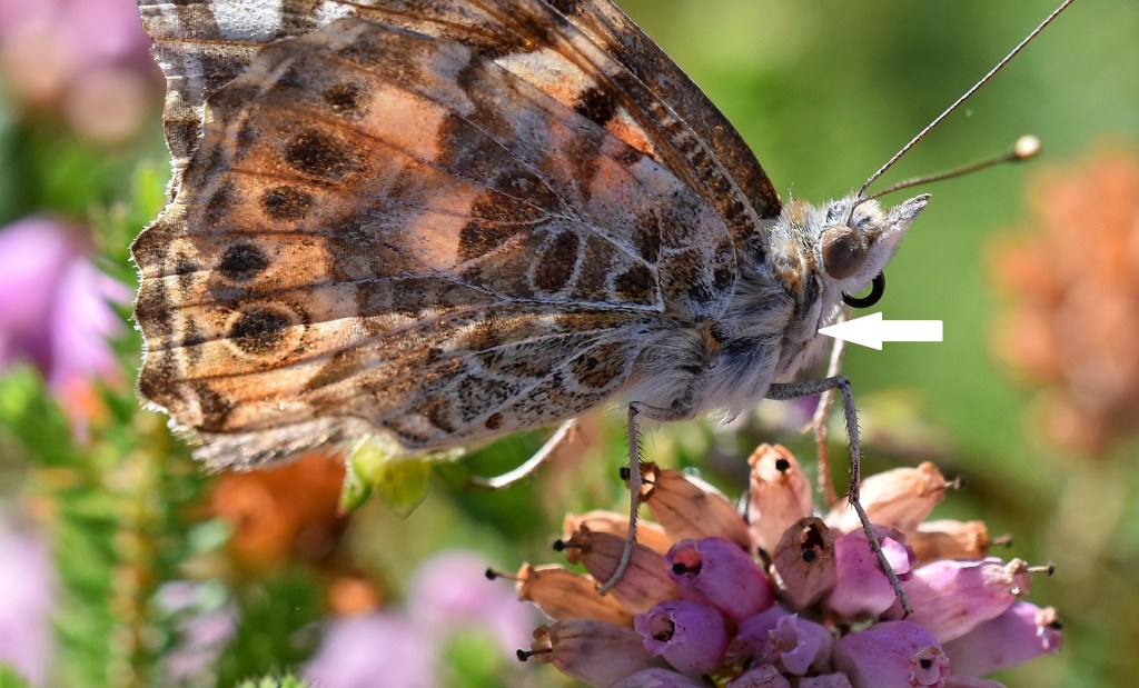 Forelegs and four legs in butterflies! – Ray Cannon's nature notes