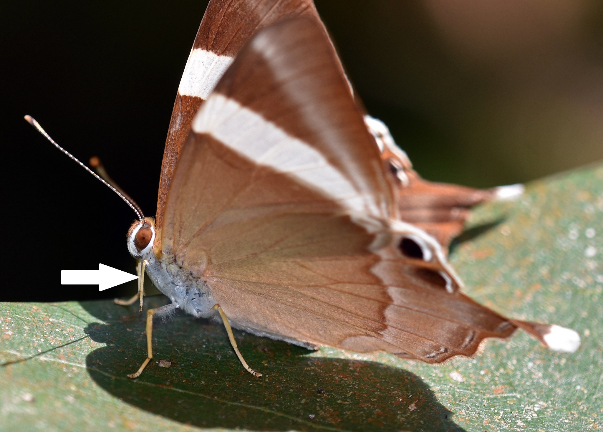 Forelegs and four legs in butterflies! – Ray Cannon's nature notes