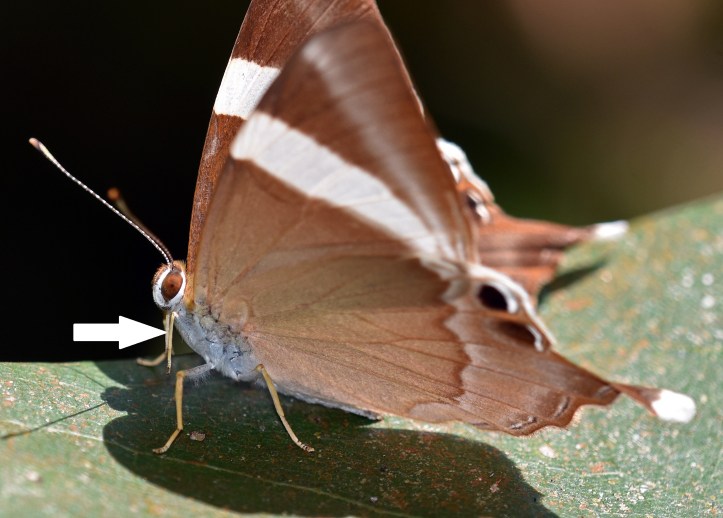 Forelegs and four legs in butterflies! – Ray Cannon's nature notes