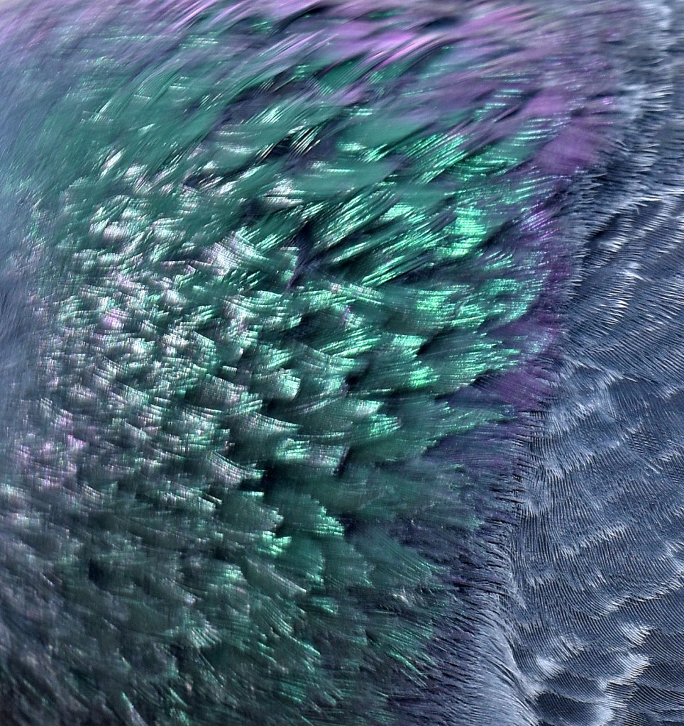 Iridescent feathers of pigeons – Ray Cannon's nature notes