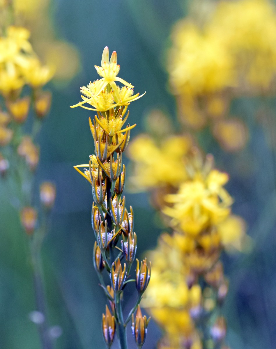 Bog asphodel and toxic saponins – Ray Cannon's nature notes