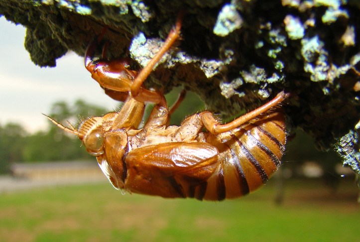 Insect cuticle – Ray Cannon's nature notes