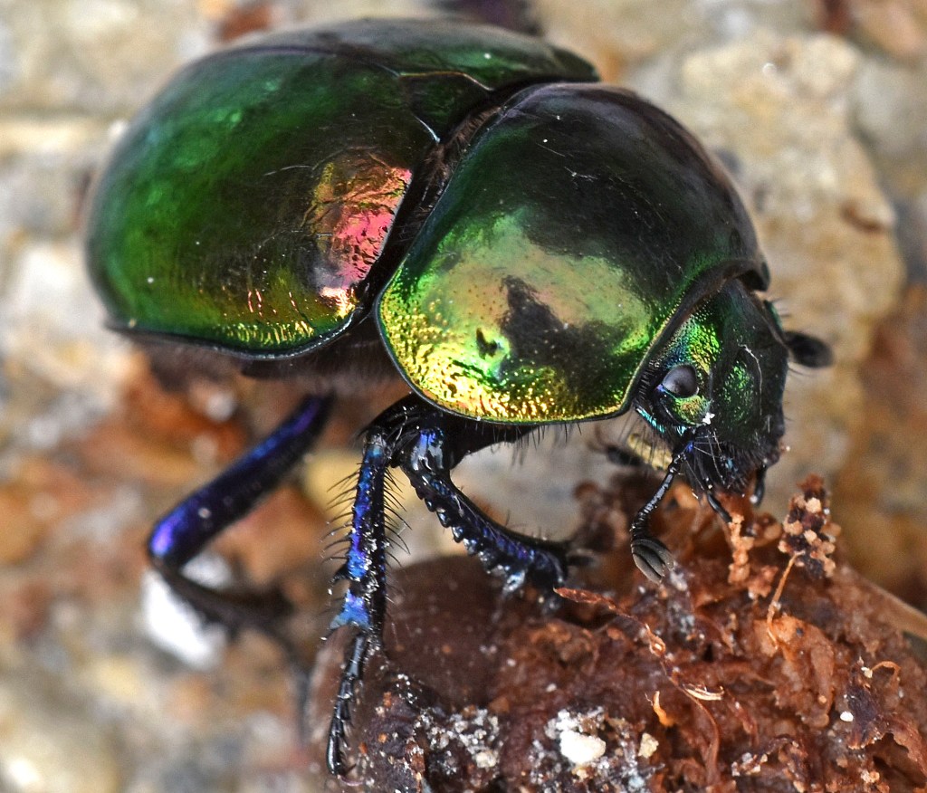 Iridescence in insects – Ray Cannon's nature notes