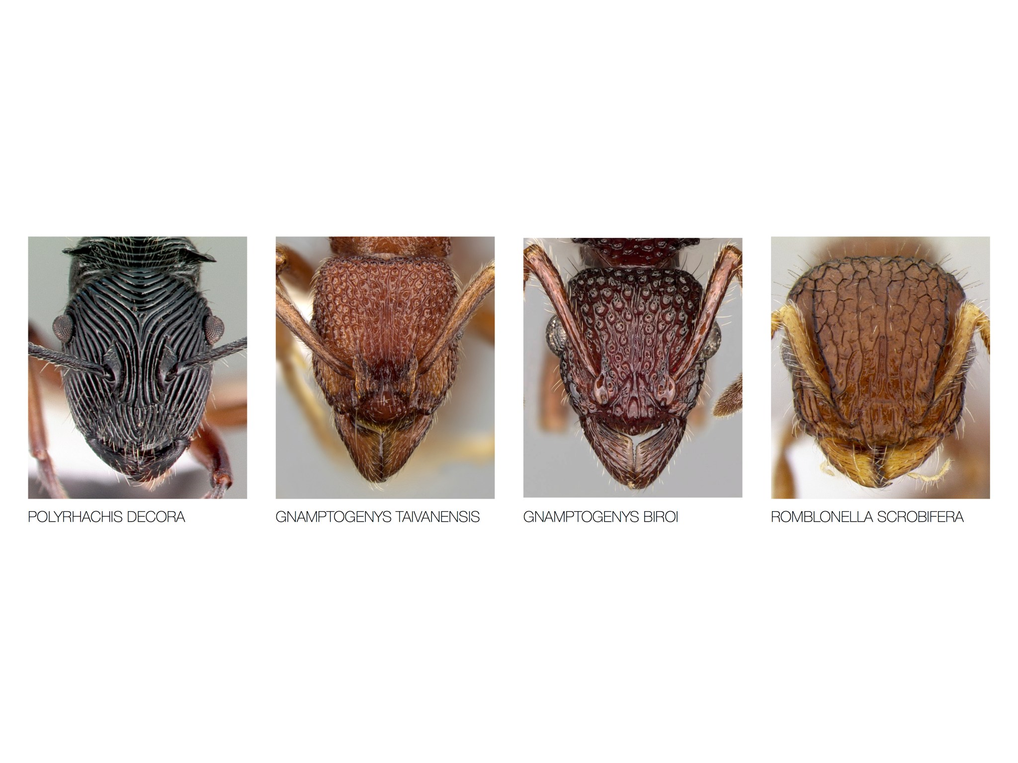 Insect cuticle – Ray Cannon's nature notes