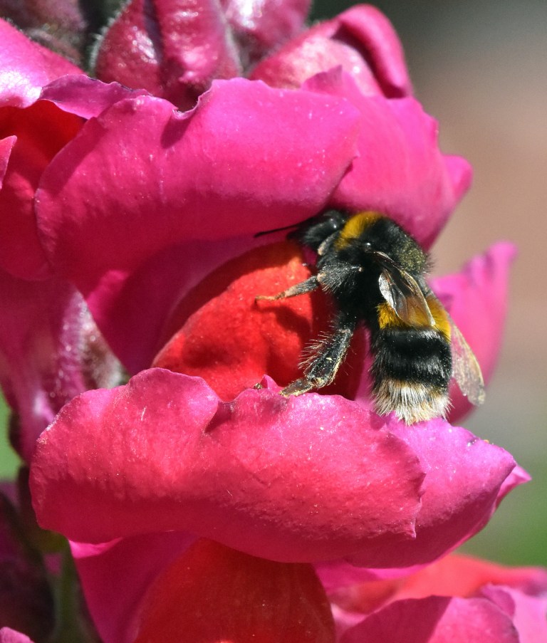 Enter the dragon! Bumblebees and snapdragons – Ray Cannon's nature notes
