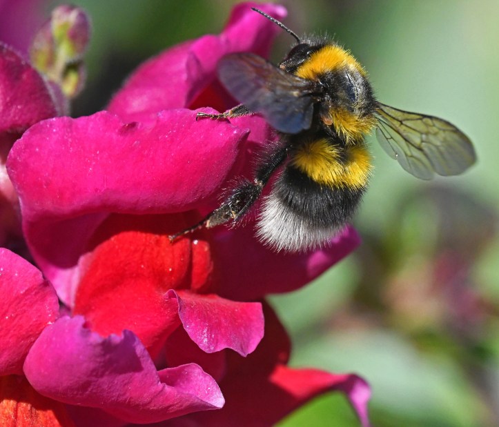Enter the dragon! Bumblebees and snapdragons – Ray Cannon's nature notes