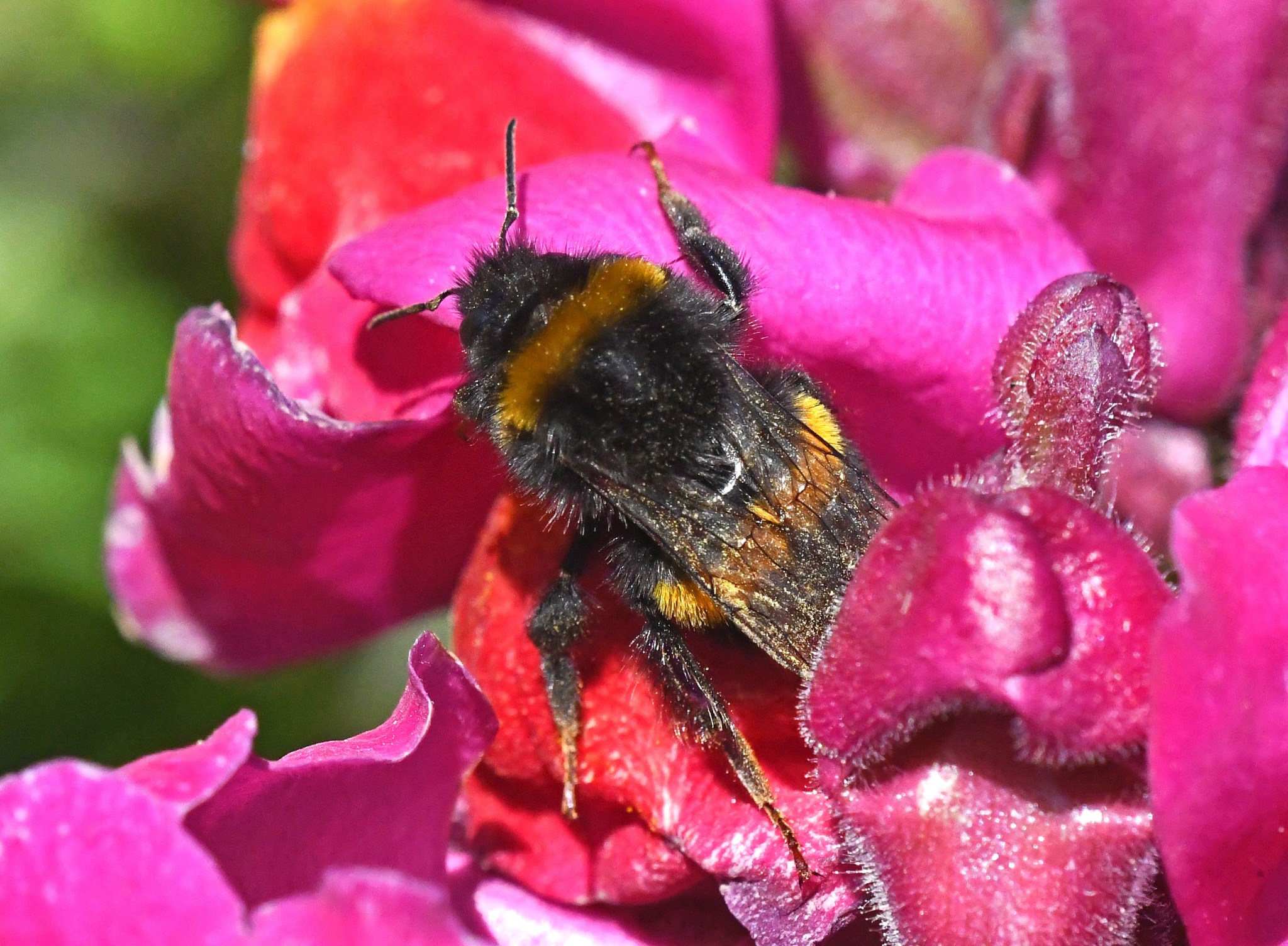 Enter the dragon! Bumblebees and snapdragons – Ray Cannon's nature notes
