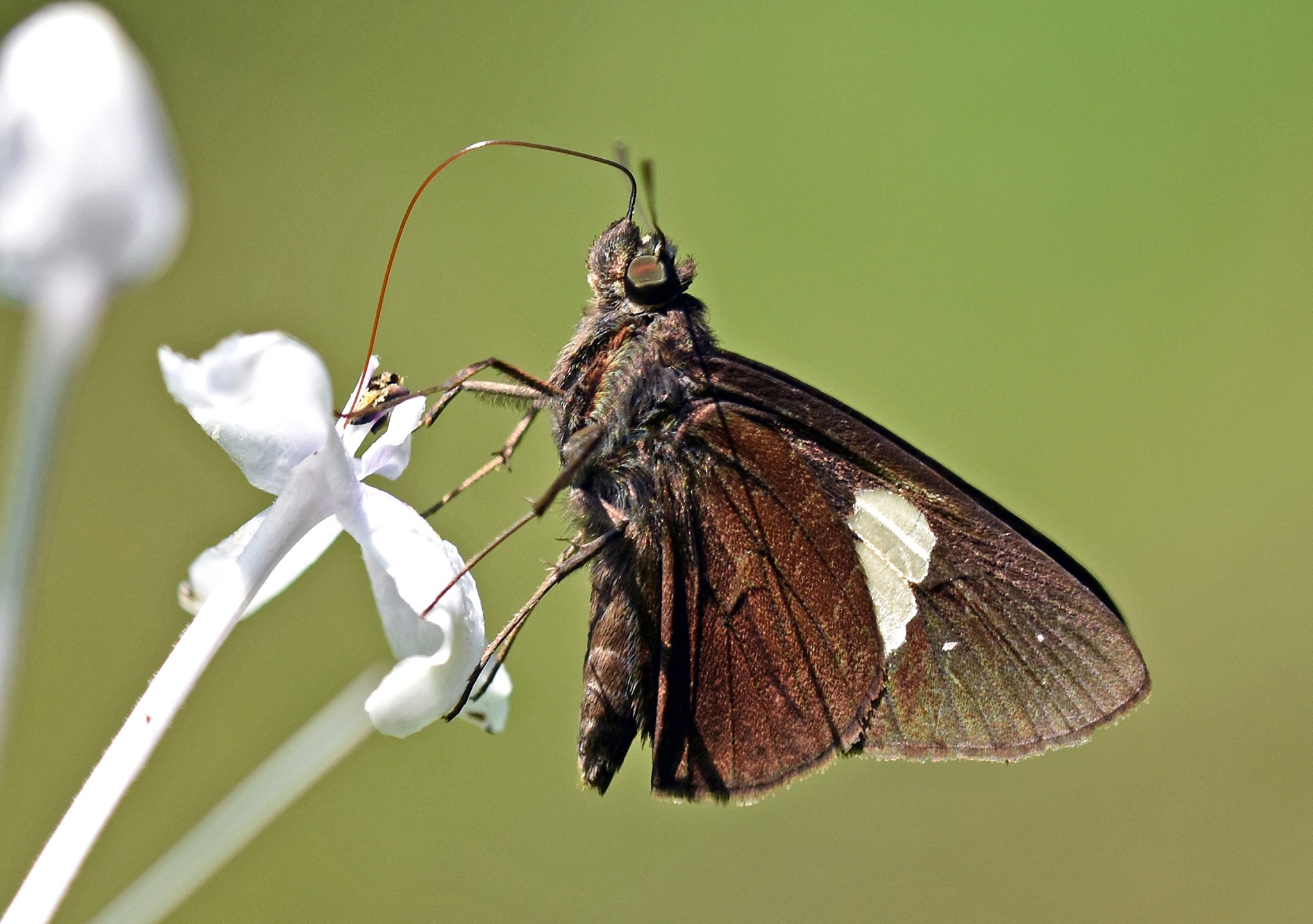 Where’s the nectar? Butterfly nectaring behaviour – Ray Cannon's nature ...