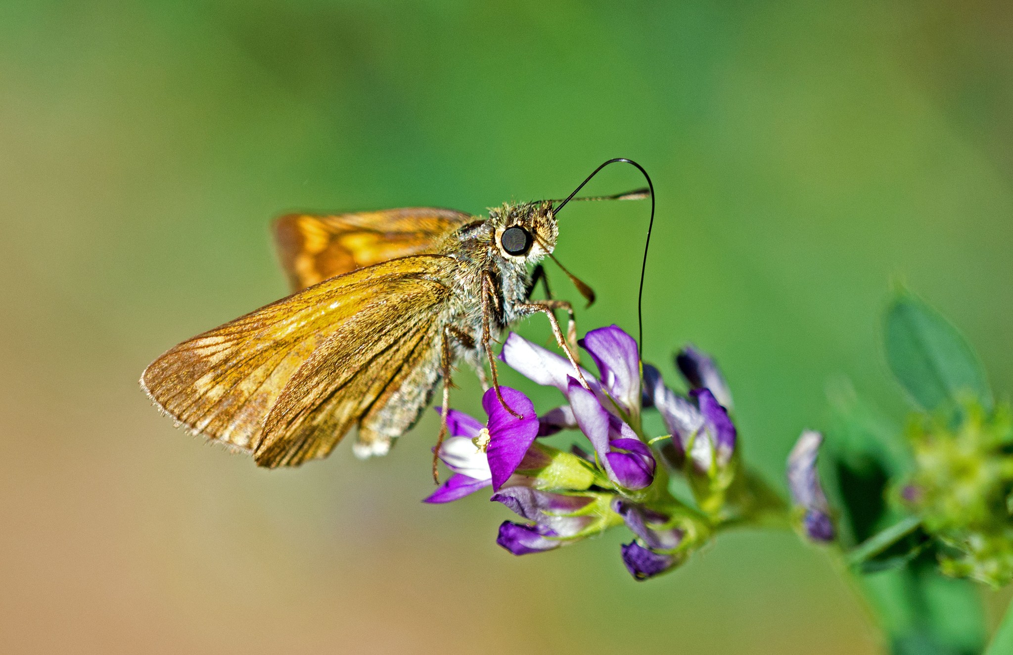 Where’s the nectar? Butterfly nectaring behaviour – Ray Cannon's nature ...