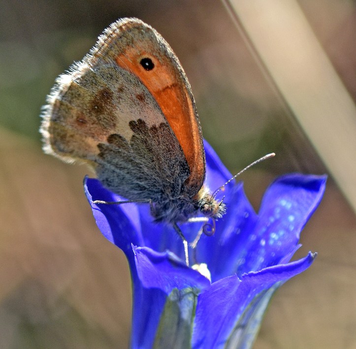 Where’s the nectar? Butterfly nectaring behaviour – Ray Cannon's nature ...