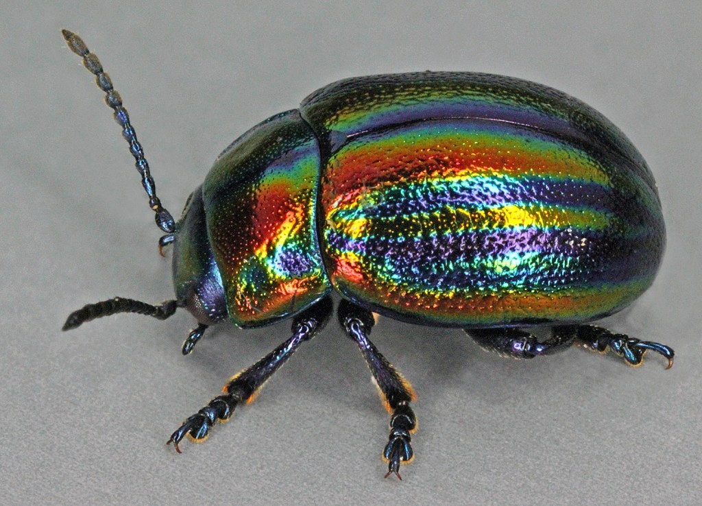 Iridescence in insects – Ray Cannon's nature notes