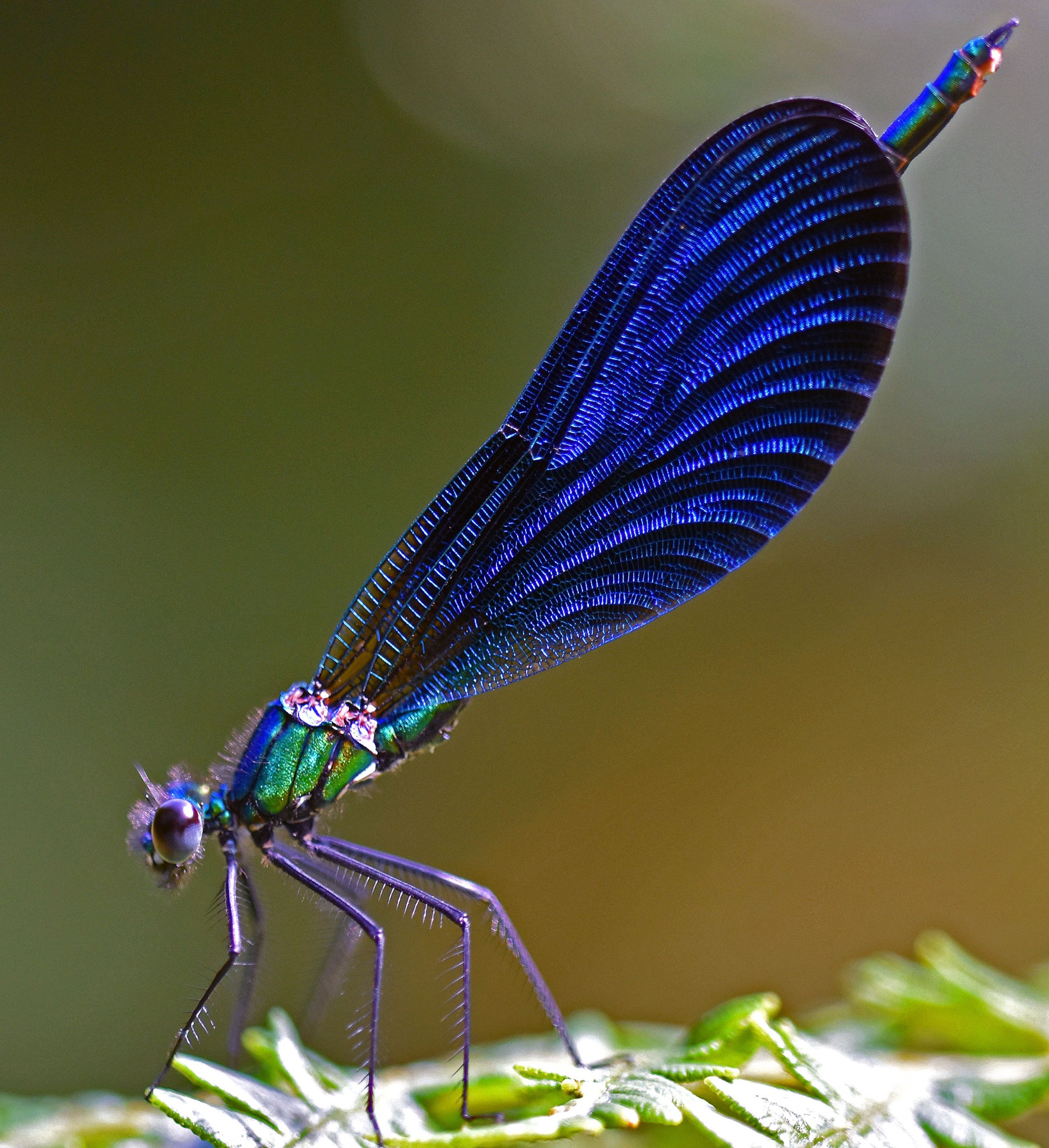 Iridescence in insects – Ray Cannon's nature notes