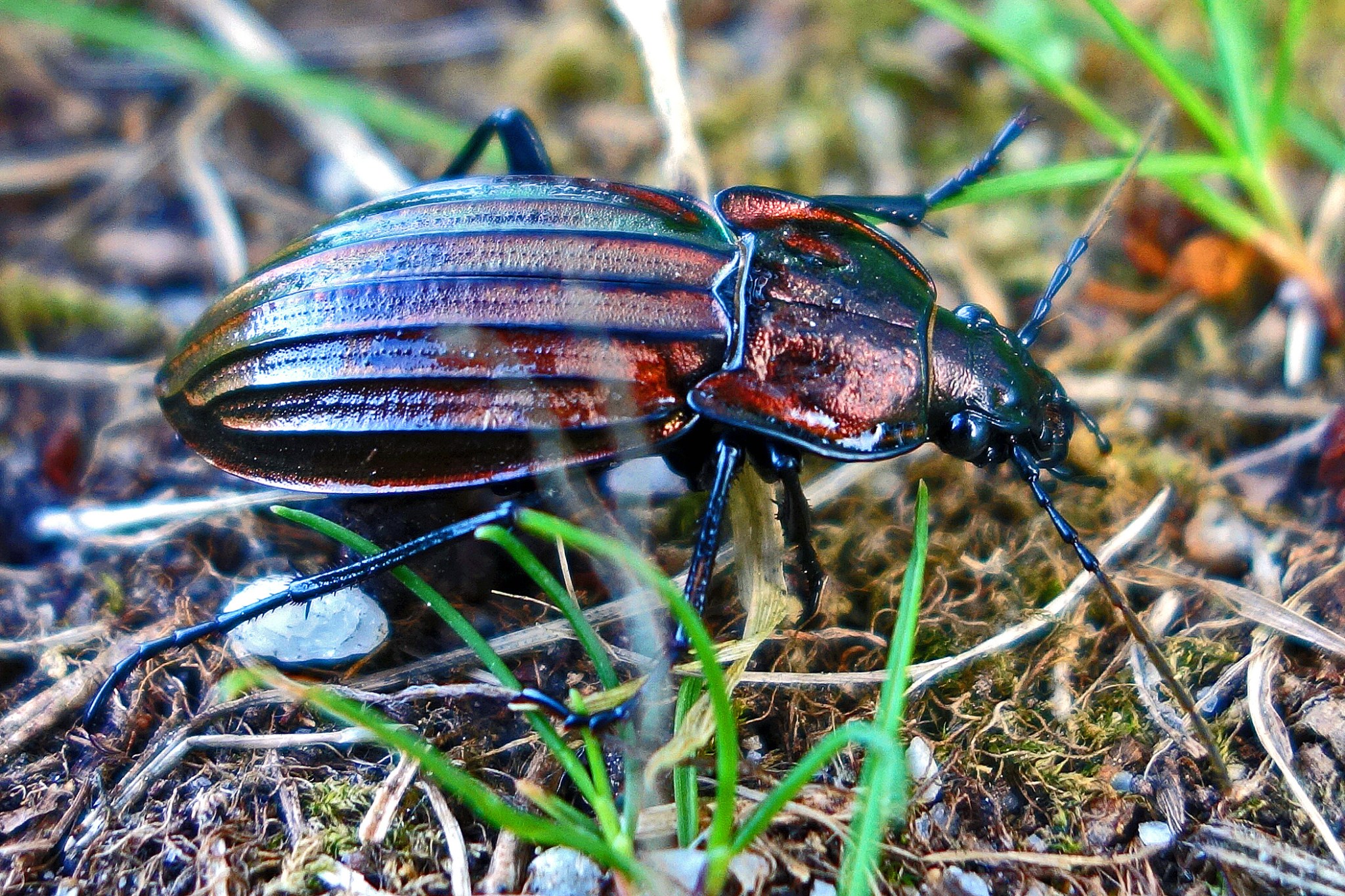 Iridescence in insects – Ray Cannon's nature notes