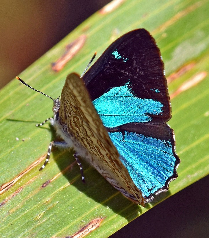 Iridescence in insects – Ray Cannon's nature notes