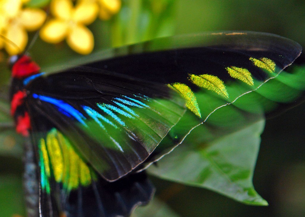 Iridescence in insects – Ray Cannon's nature notes