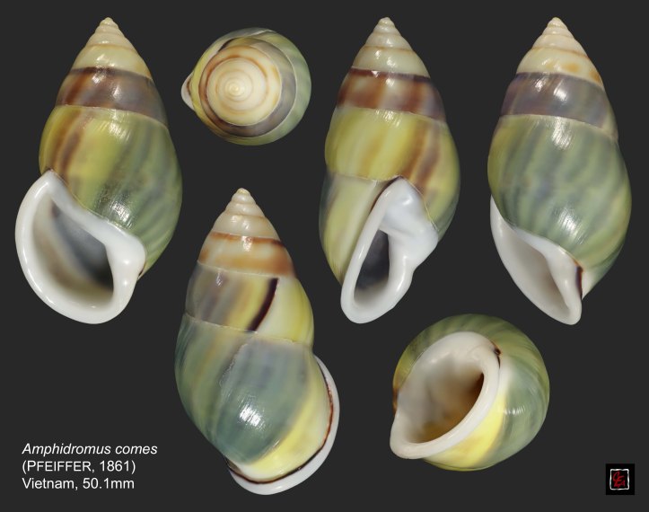 Sinistral snails, left-handedness and a beautiful ballad – Ray Cannon's ...