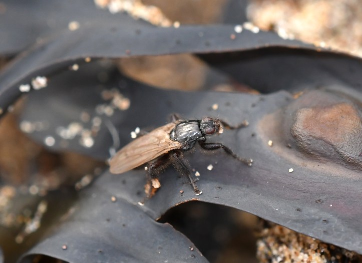 Seaweed flies – Ray Cannon's nature notes