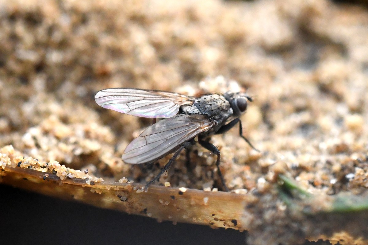 Seaweed flies – Ray Cannon's nature notes